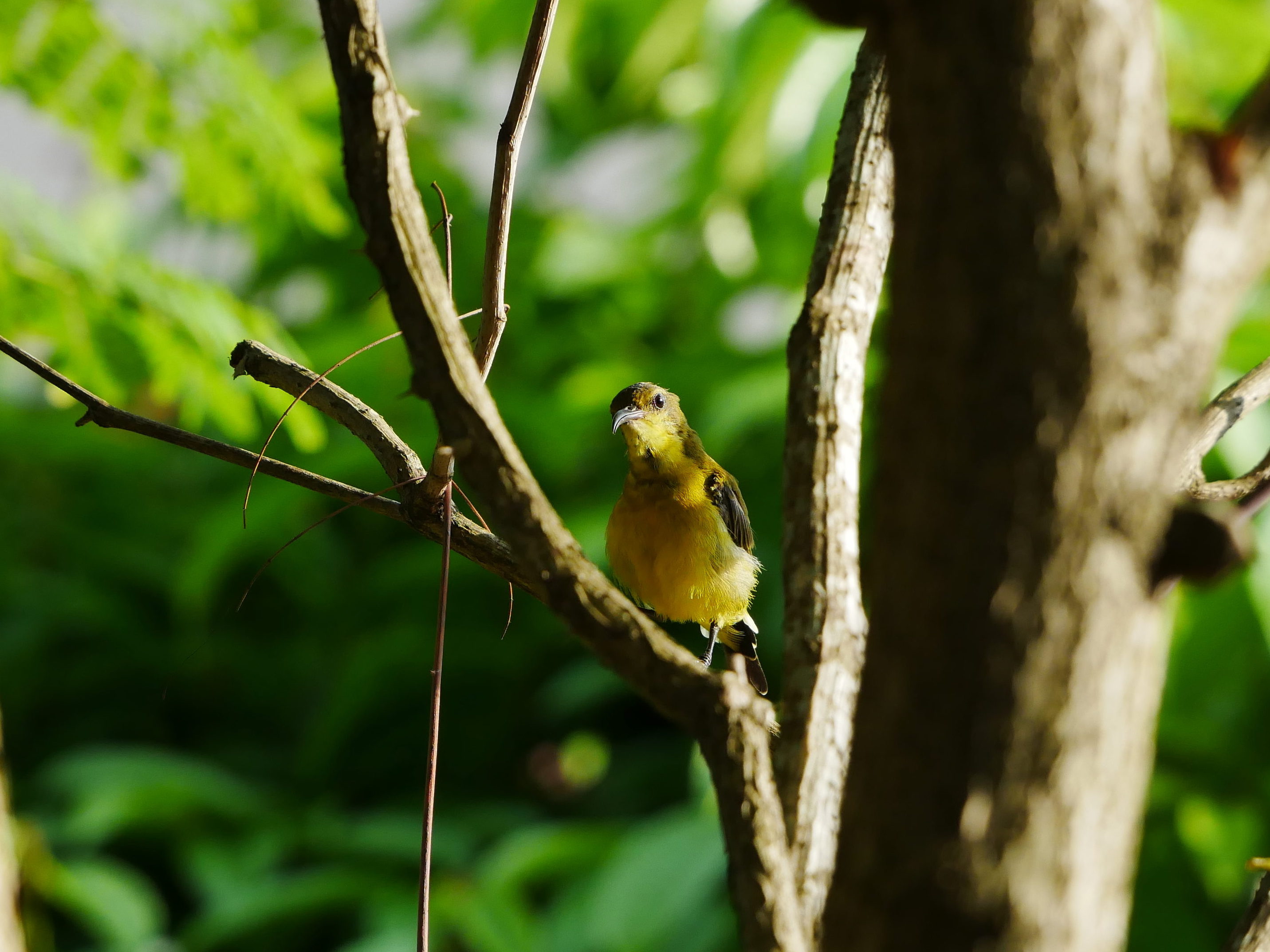 Sunbird on a Dwarf Peacock: Pictorial Reflections on the Follies of ...