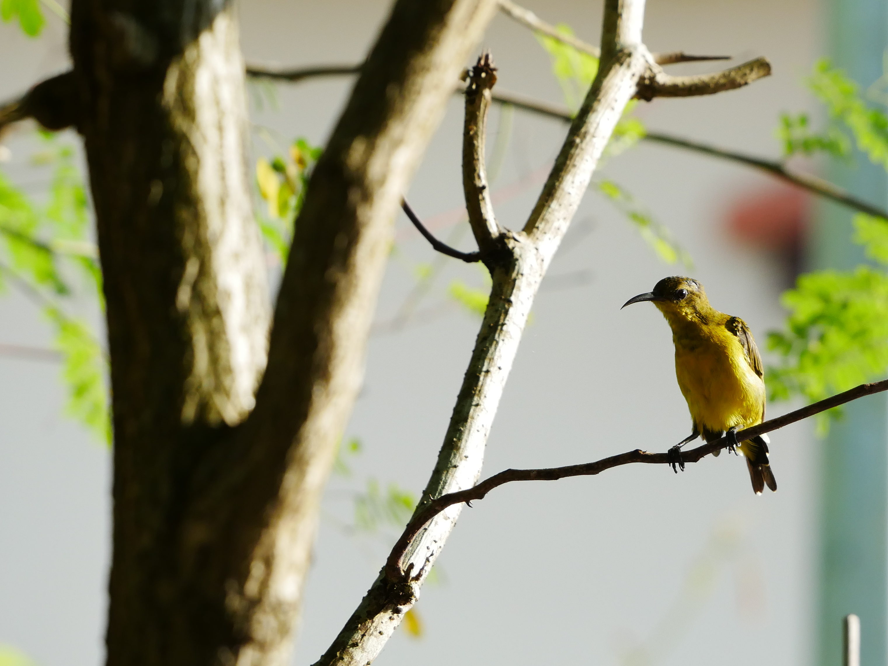 Sunbird on a Dwarf Peacock: Pictorial Reflections on the Follies of ...